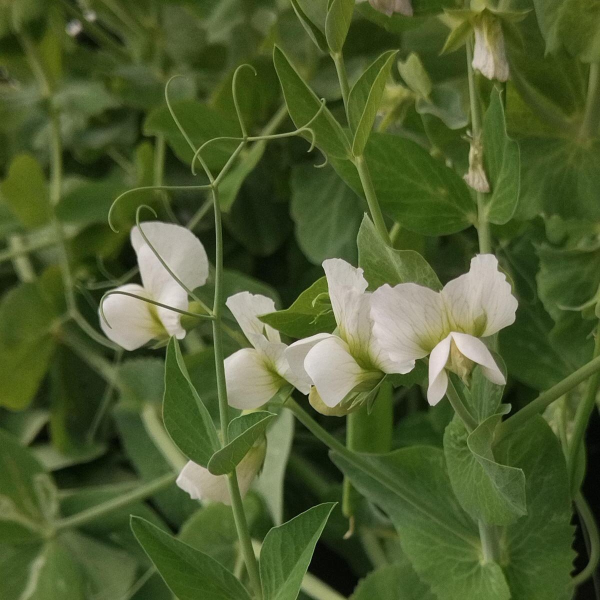 Pisello nano 'Kleine Rheinländerin' (Pisum sativum) semi