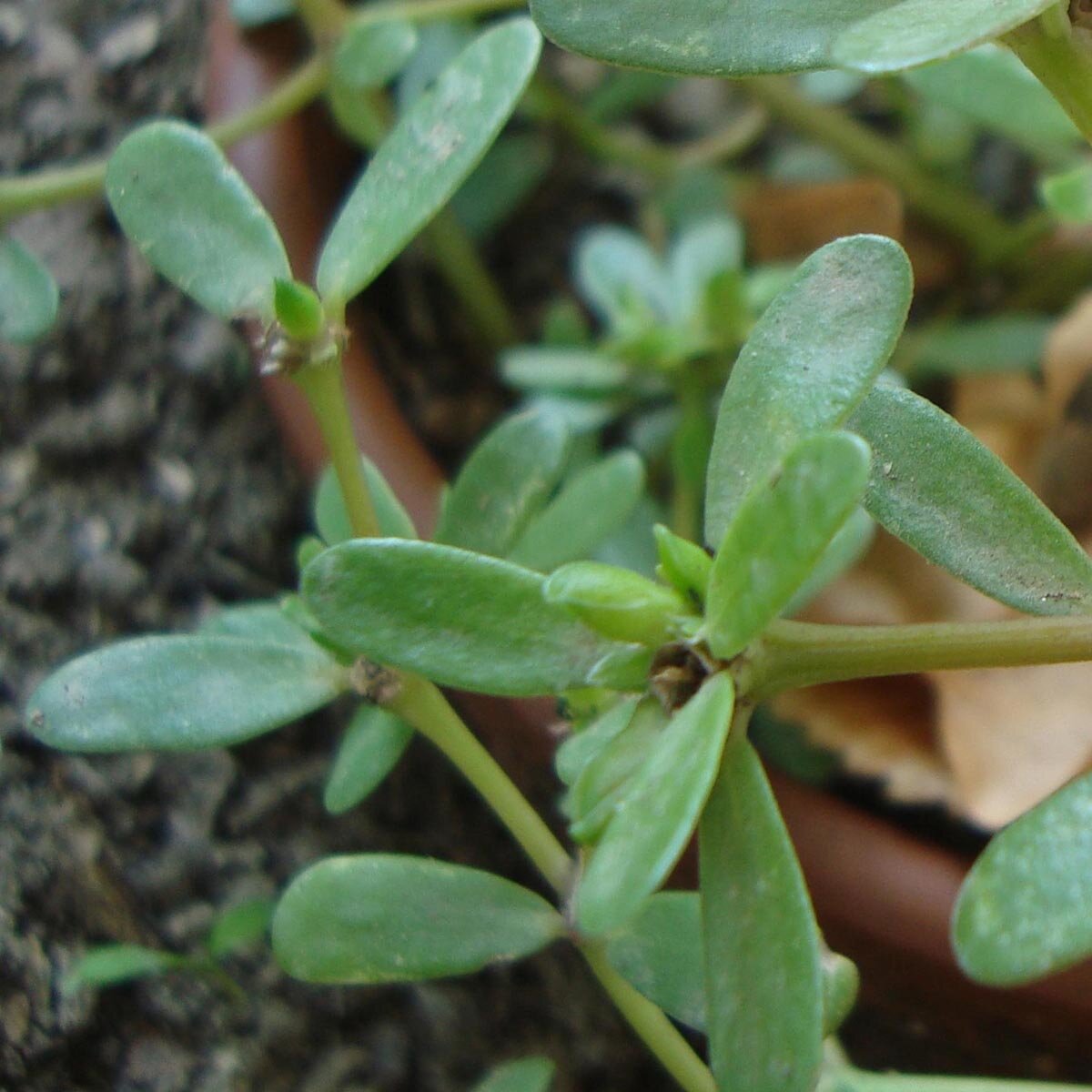 Portulaca / Porcellana (Portulaca oleracea) semi