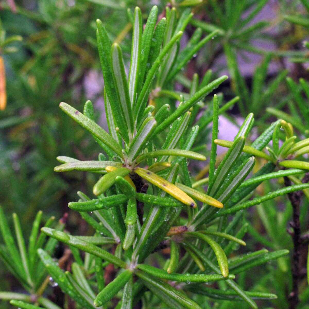 Rosmarino (Rosmarinus officinalis) semi