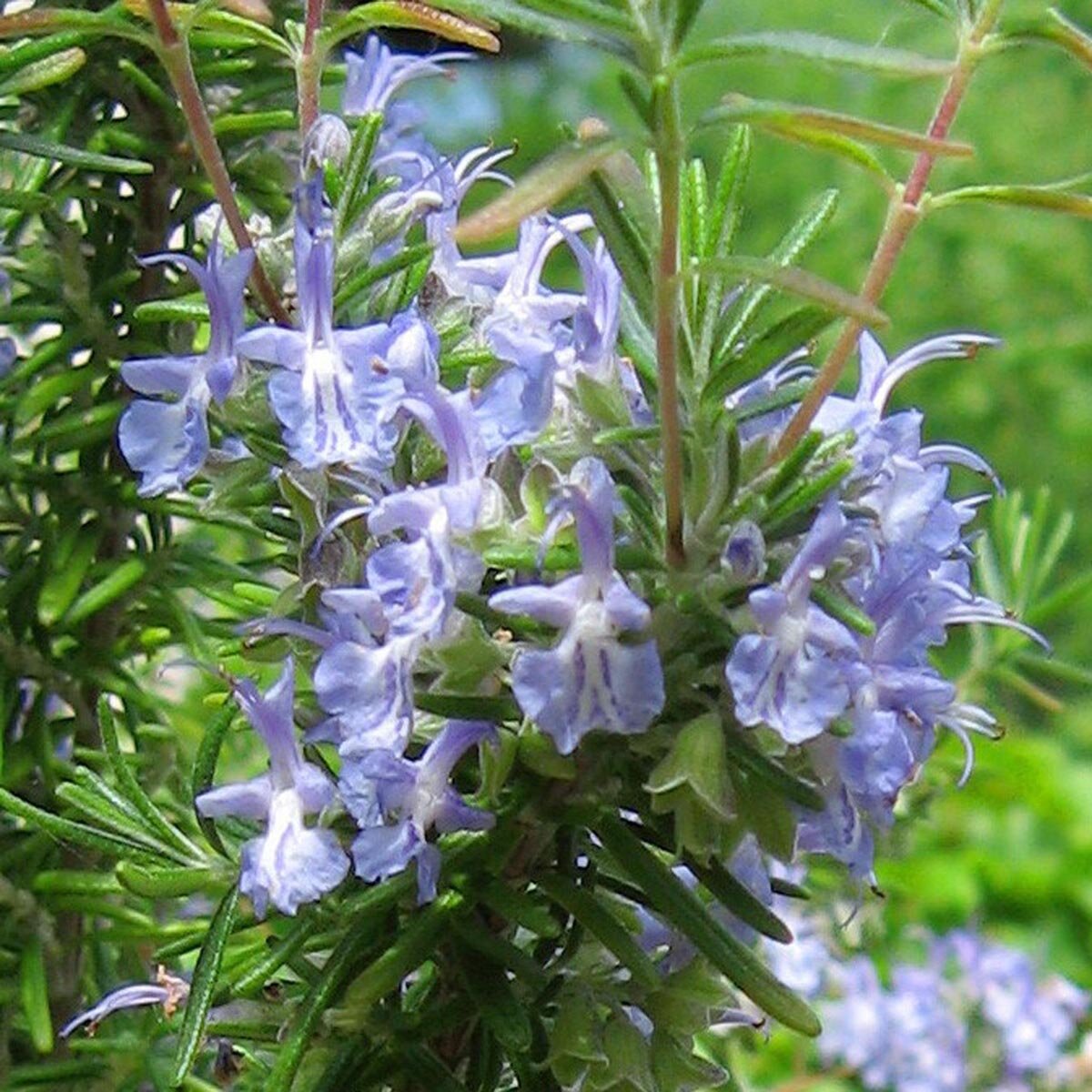 Rosmarino (Rosmarinus officinalis) semi