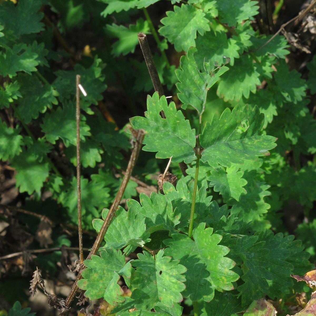 Pimpinella / Erba noce (Sanguisorba minor) semi
