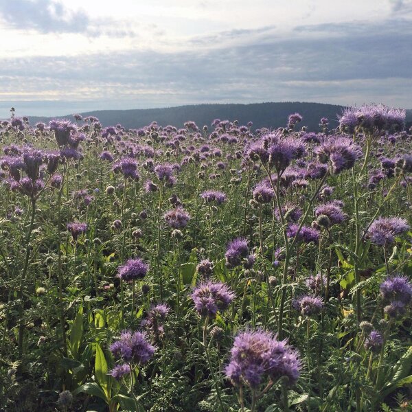 Facelia (Phacelia tanacetifolia) biologica semi