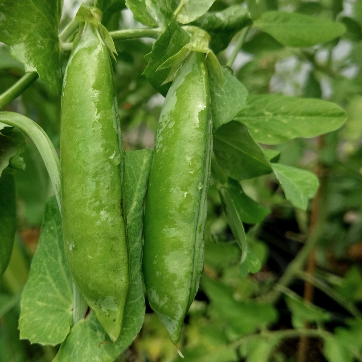 Pisello invernale 'Sima' (Pisum sativum) biologico