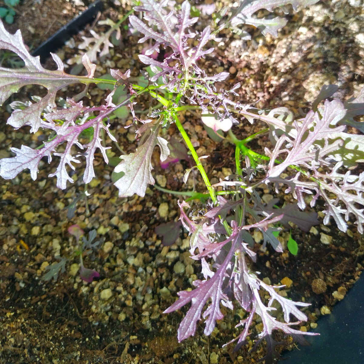 Senape rossa 'Red Frills' (Brassica juncea)