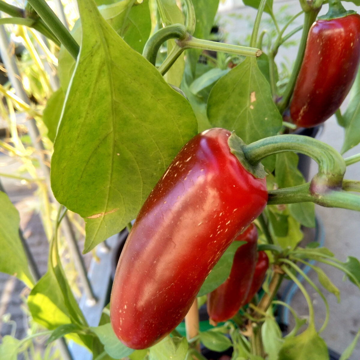 Peperoncino 'Nadapeño' (Capsicum anuum) biologico semi
