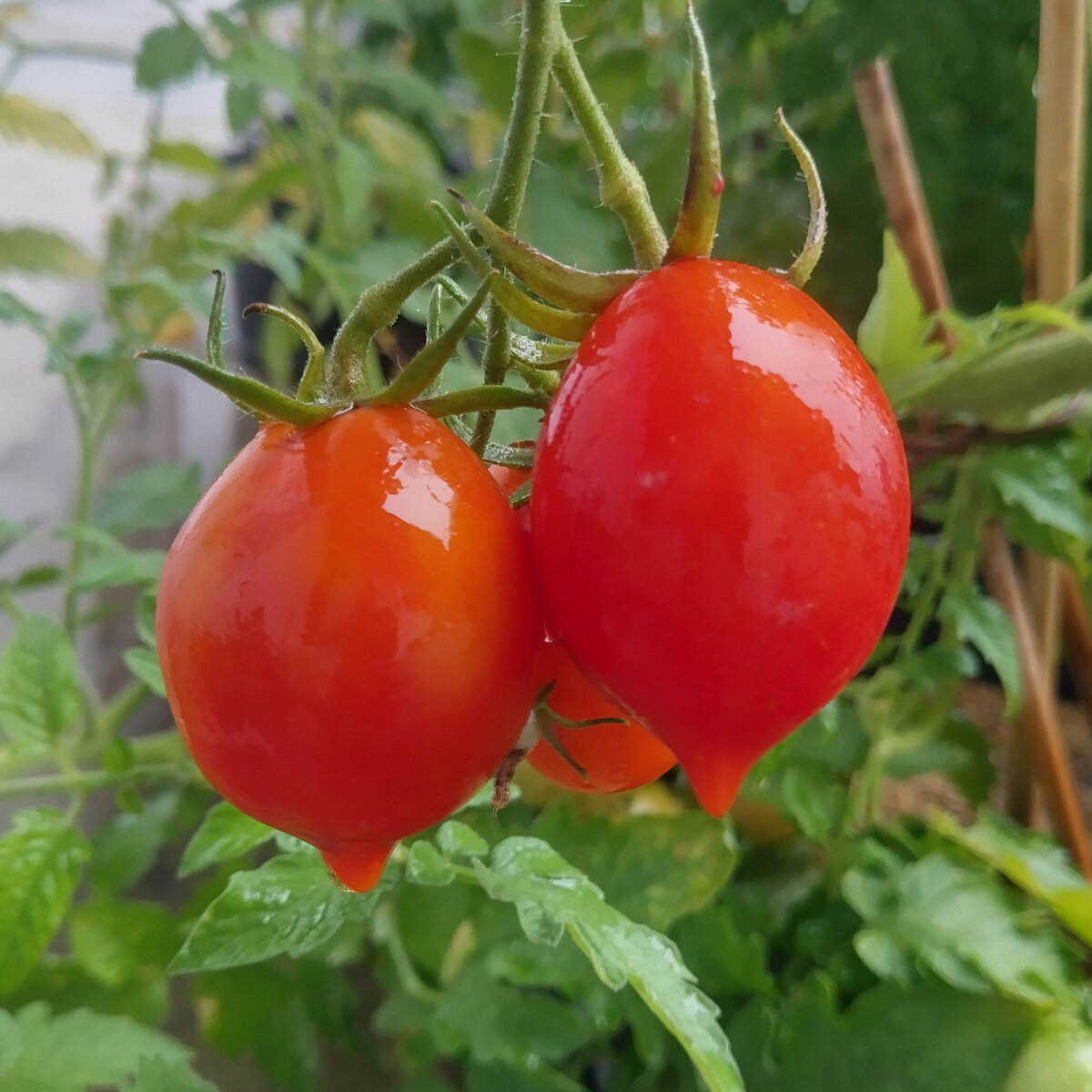 Pomodorino del Piennolo del Vesuvio (Solanum lycopersicum) 10 semi ...