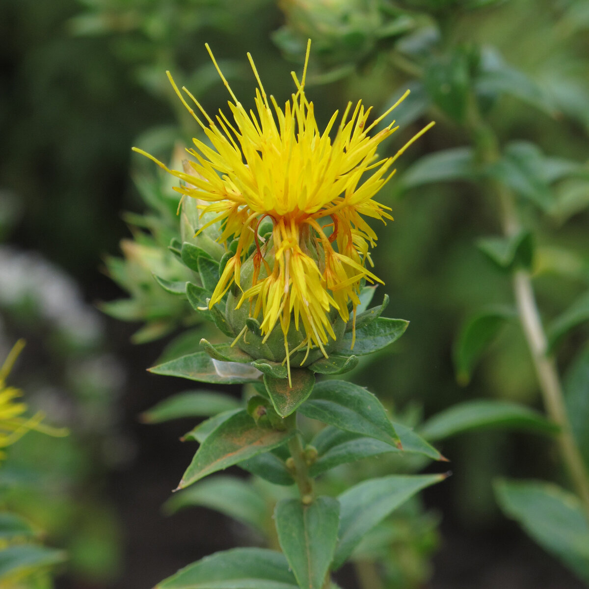 Cartamo (Carthamus tinctorius) - circa 25 semi