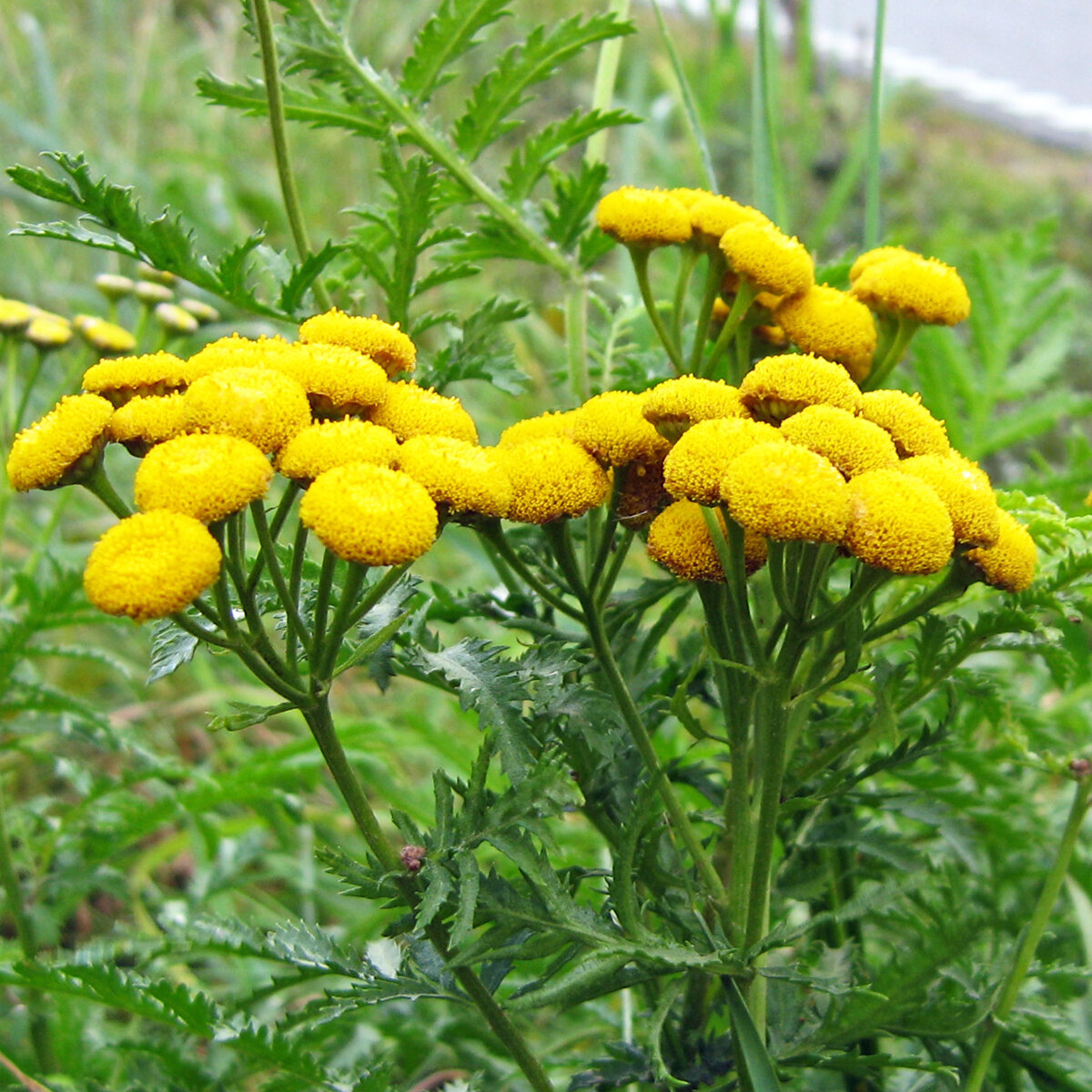 Tanaceto (Tanacetum vulgare) biologico - circa 800 semi