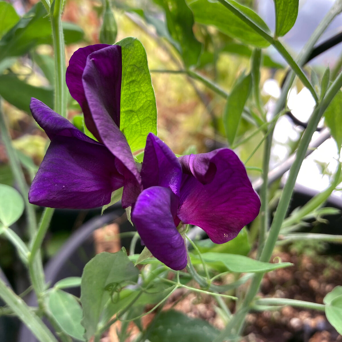 Pisello odoroso blu-violetto 'Lord Nelson' (Lathyrus odoratus) semi