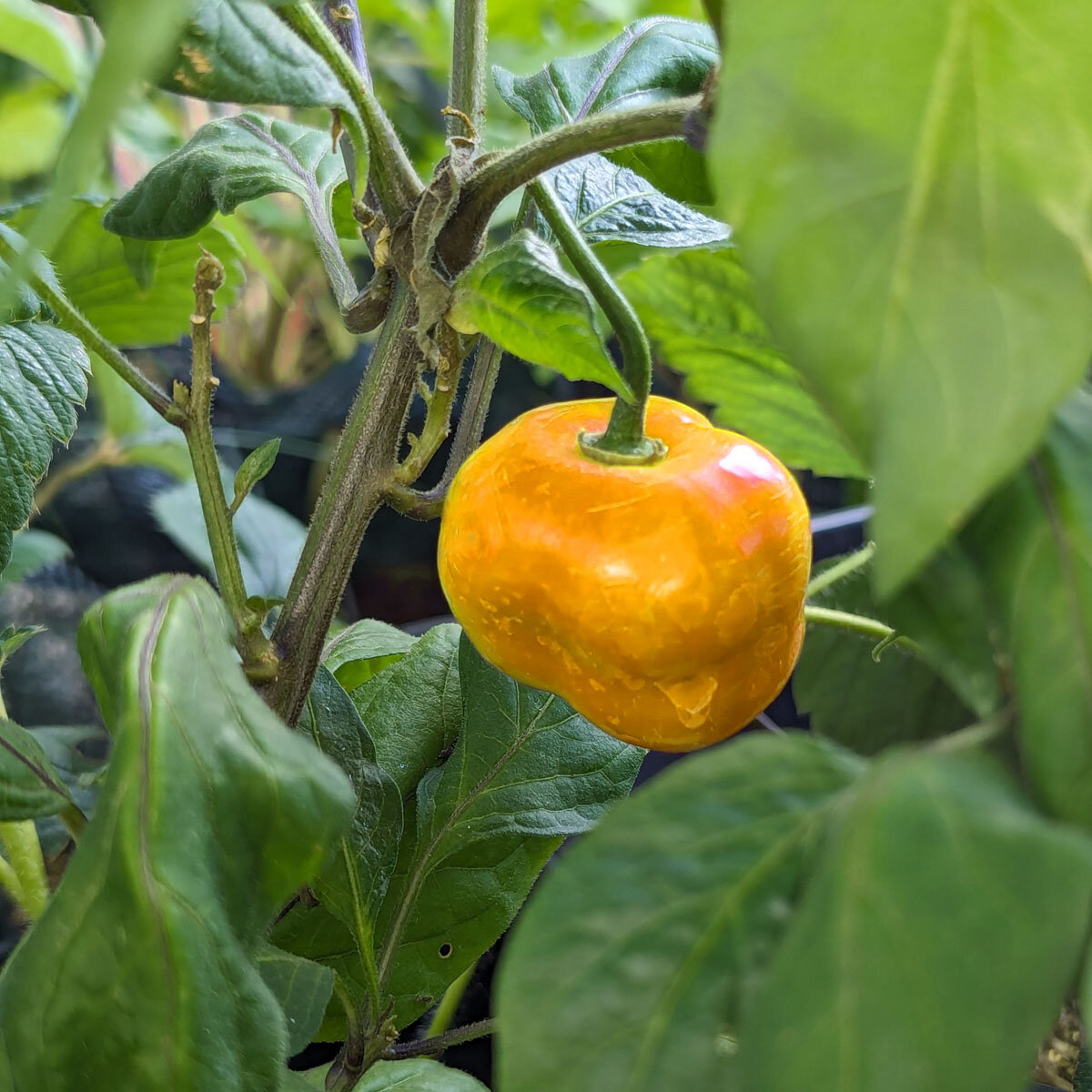 Peperoncino 'Rocoto Canario' (Capsicum pubescens) Semi