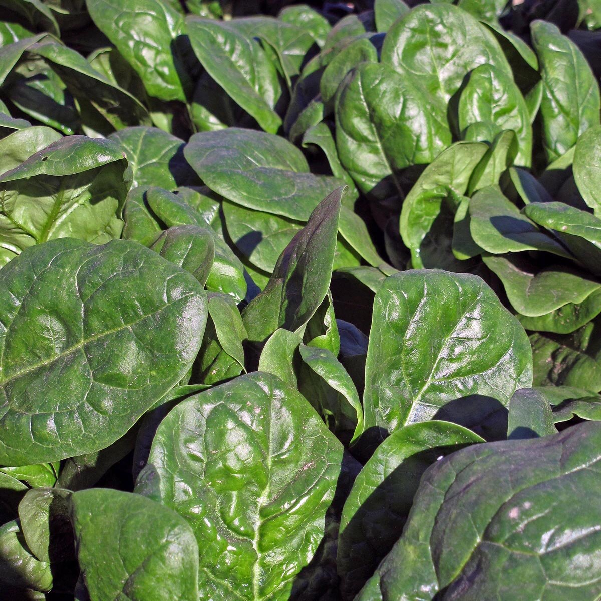 Spinacio 'Matador' (Spinacia oleracea) biologico semi