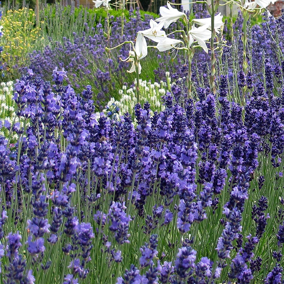 Lavanda vera (Lavandula angustifolia) biologico - circa 200 semi