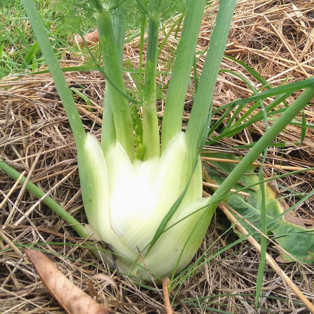 Finocchio 'Romanesco' (Foeniculum vulgare var. azoricum) biologico semi