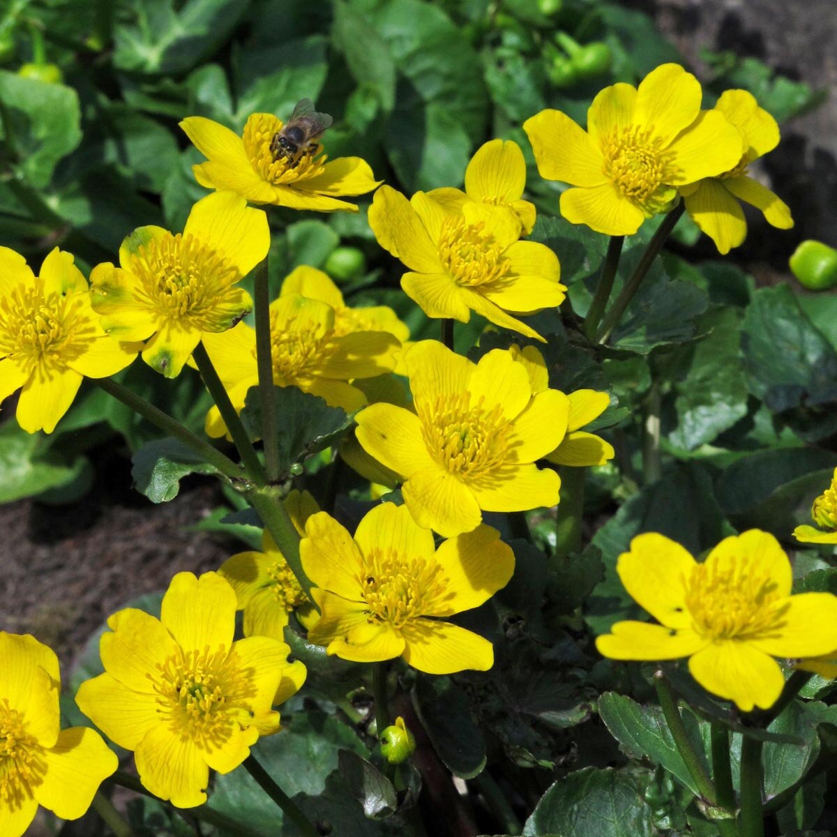Calta palustre (Caltha palustris) biologico semi