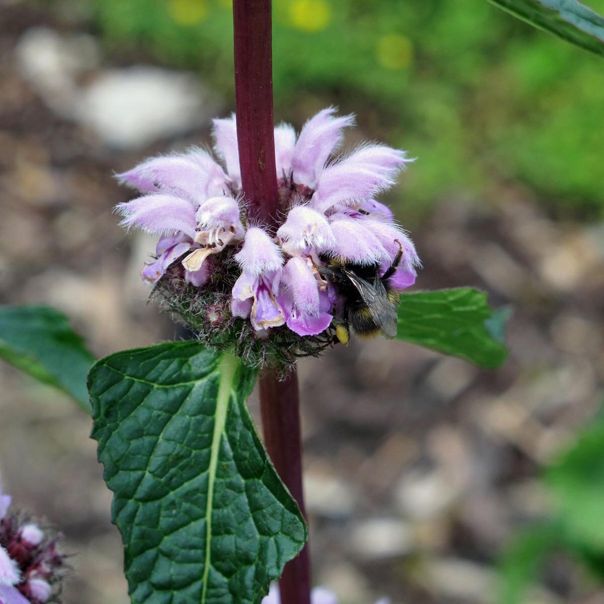Phlomoides tuberosa (Phlomoides tuberosa) semi