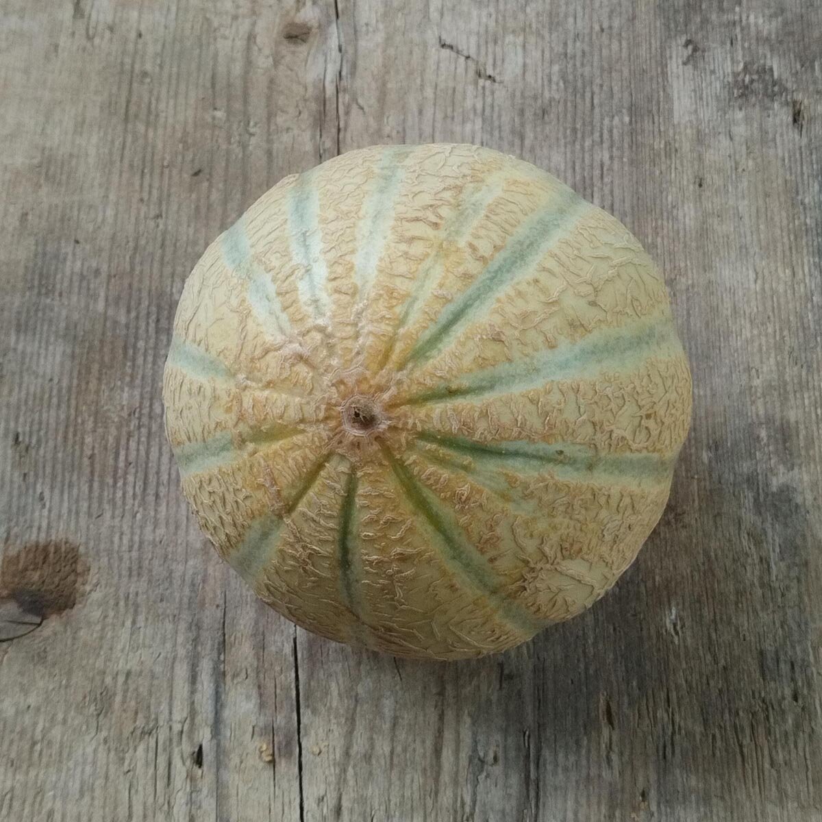 Melone cantalupo 'Retato degli ortolani' (Cucumis melo) biologico semi