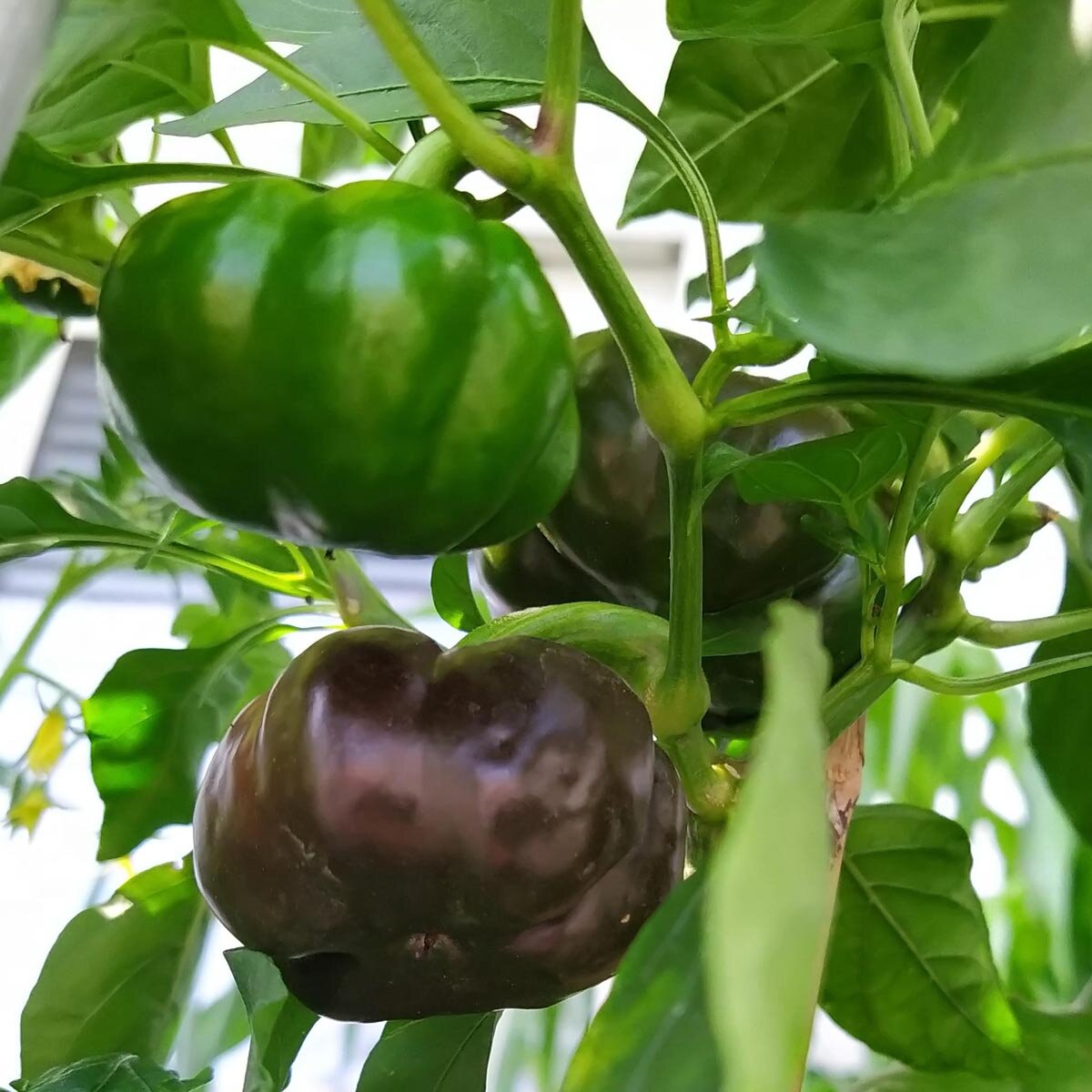 Peperone 'Topepo Rosso' (Capsicum annuum) semi