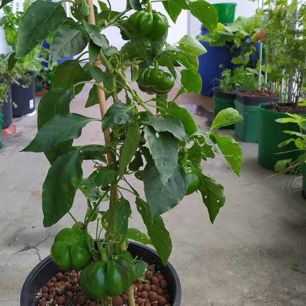 Peperone 'Topepo Rosso' (Capsicum annuum) semi