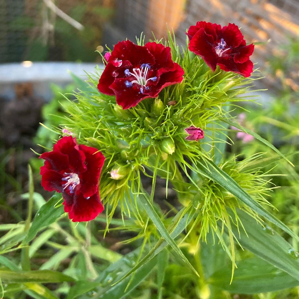 Garofano dei poeti (Dianthus barbatus) biologico semi