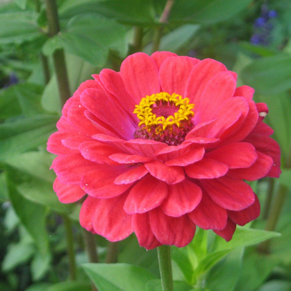 Zinnia comune nana 'Dwarf Mix' (Zinnia elegans) biologica semi