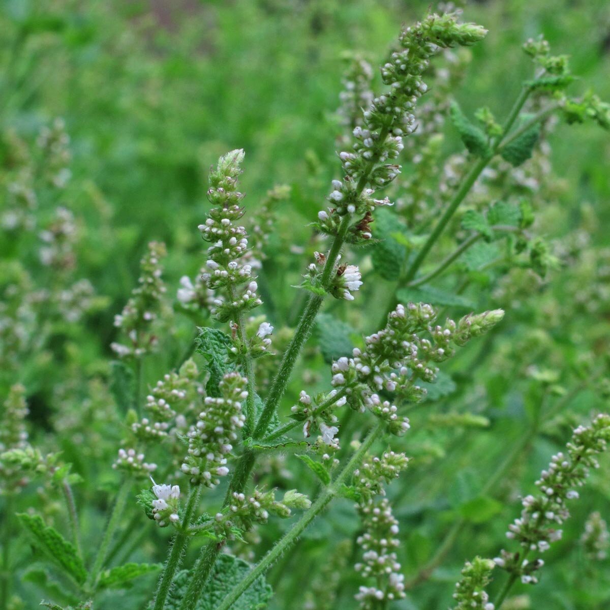 Menta Mela (Mentha suaveolens) biologica semi