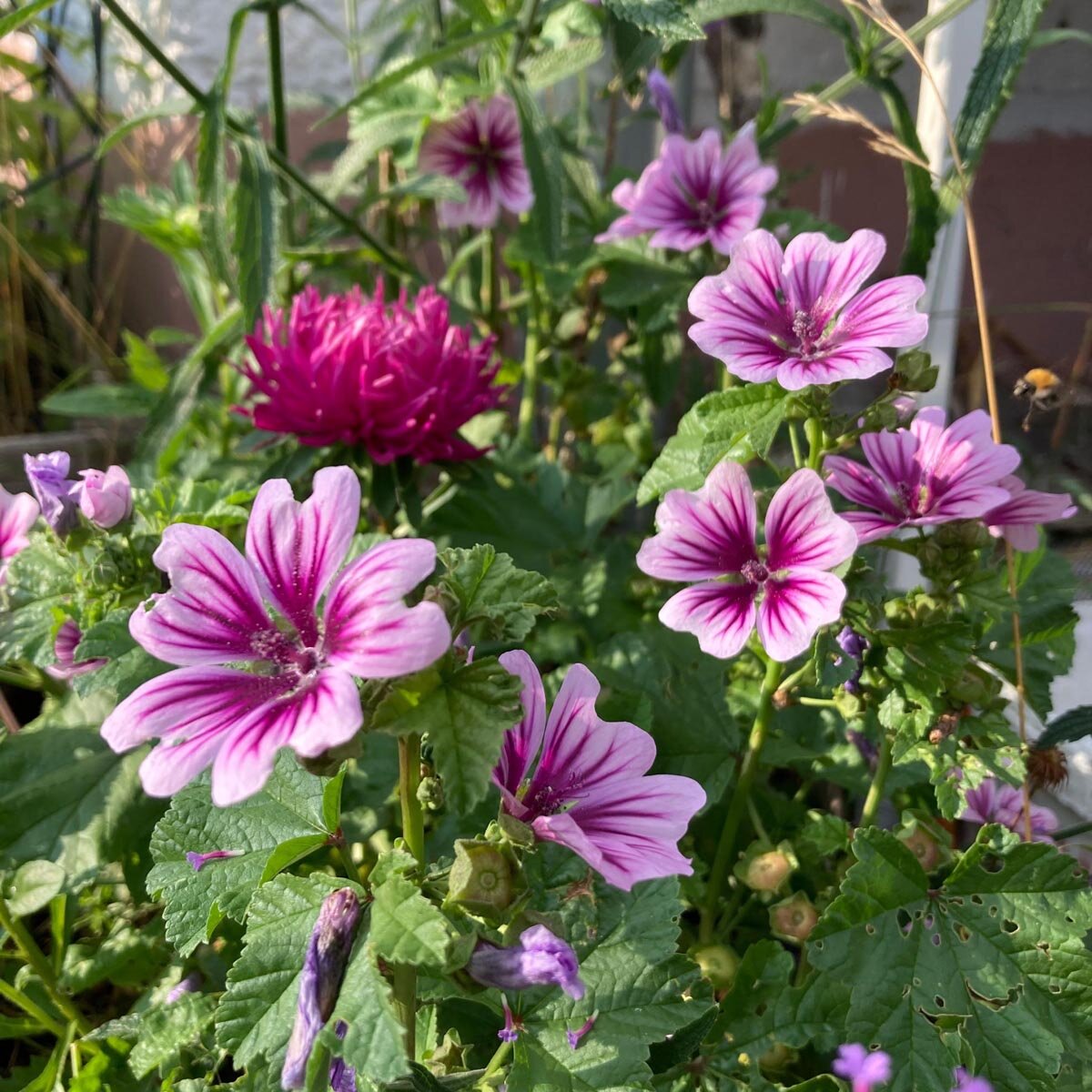 Malva 'Zebrina' (Malva sylvestris) biologica semi