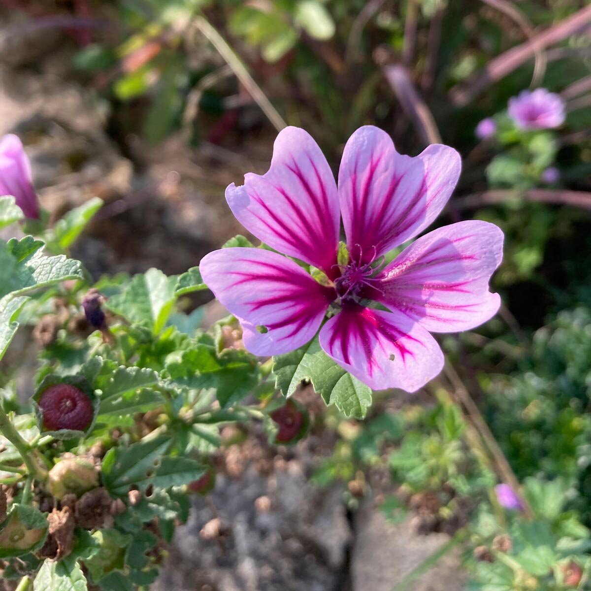 Malva 'Zebrina' (Malva sylvestris) biologica semi