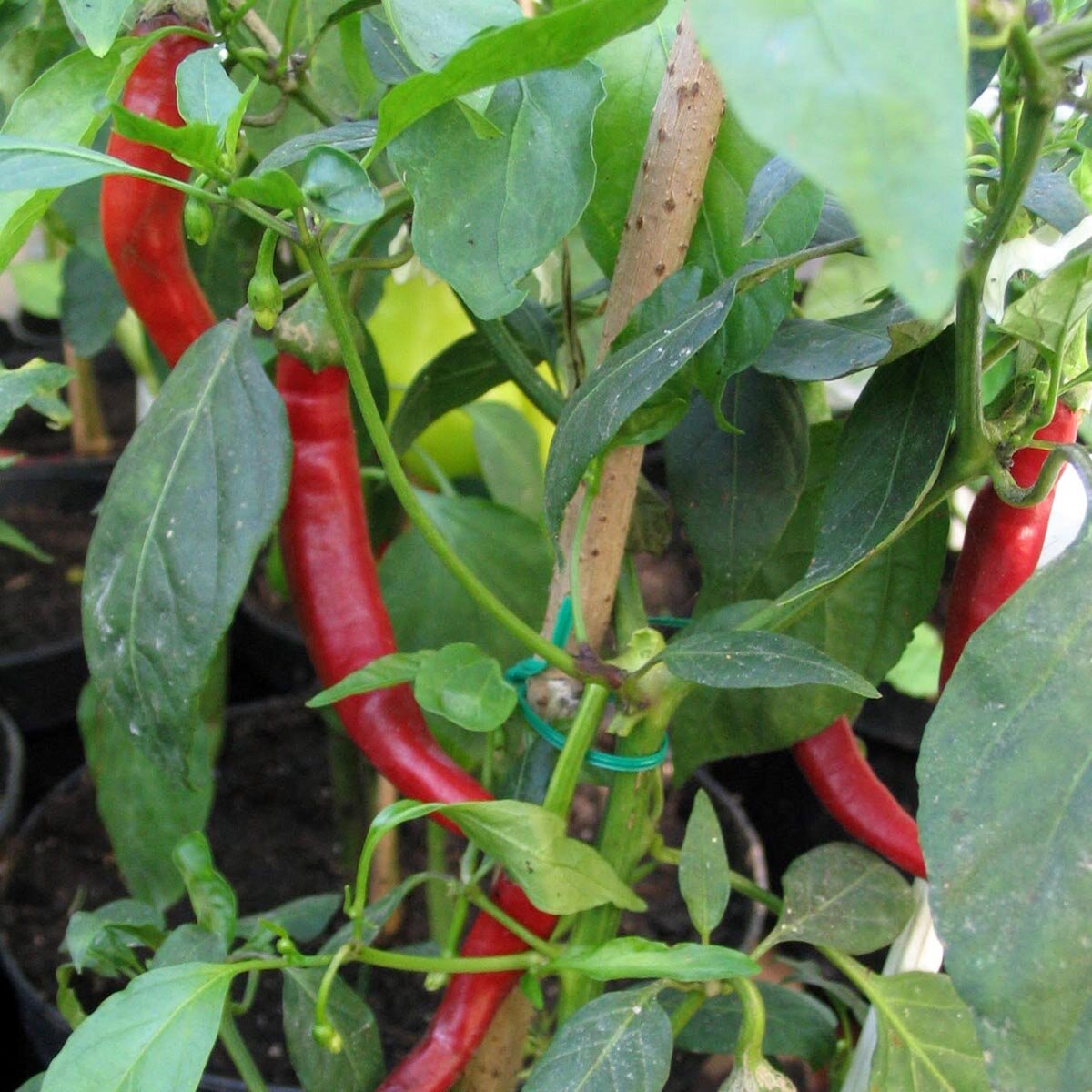 Peperoncino 'Westlandse Lange Rode' (Capsicum annuum) biologico semi